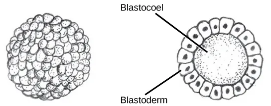 43.6 Fertilization and Early Embryonic Development - Biology | OpenStax
