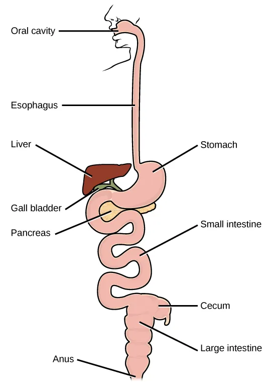 mouth digestive system function