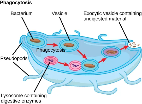 3.3 | The Endomembrane System and Proteins – Human Biology