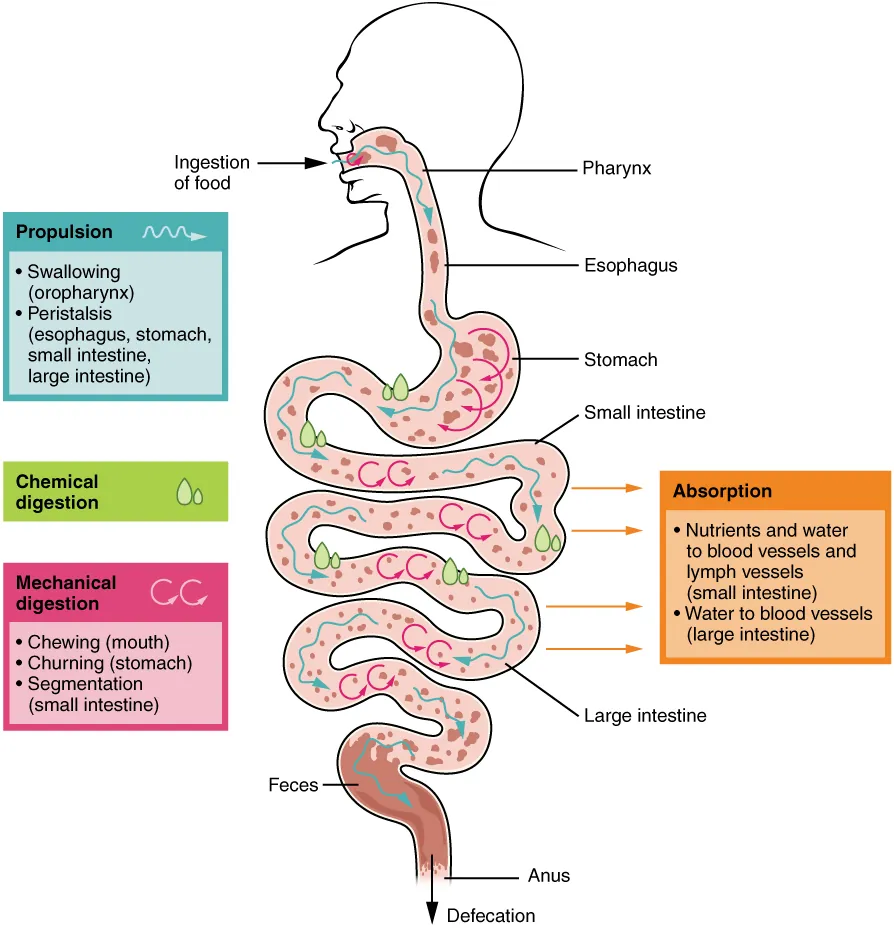 oesophagus function in digestive system