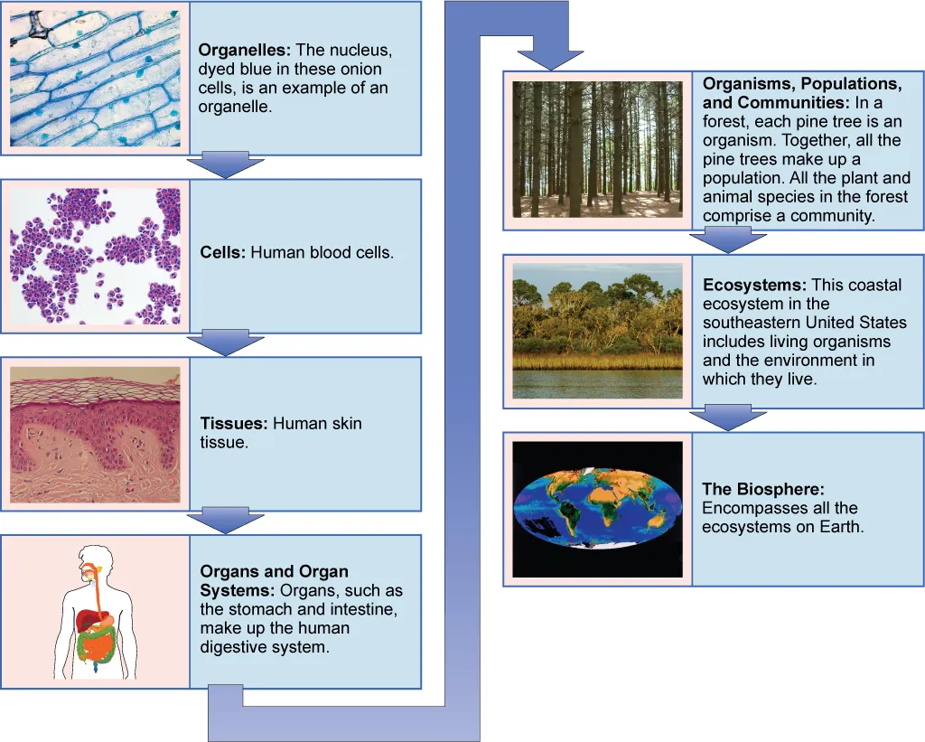 1.2 Themes and Concepts of Biology - Biology for AP® Courses | OpenStax
