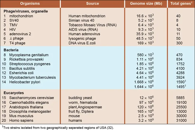 14.2 DNA Structure and Sequencing - Biology for AP® Courses | OpenStax
