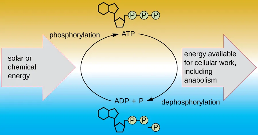 8.1 Energy, Matter, and Enzymes - Microbiology | OpenStax