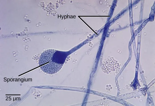 24.1 Characteristics of Fungi - Biology 2e | OpenStax