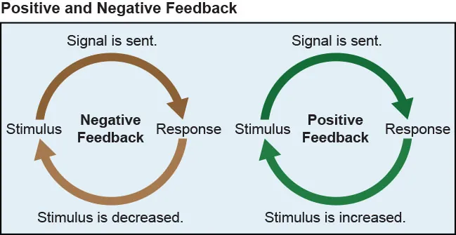 Ch. 7 Critical Thinking Questions - Biology for AP® Courses | OpenStax