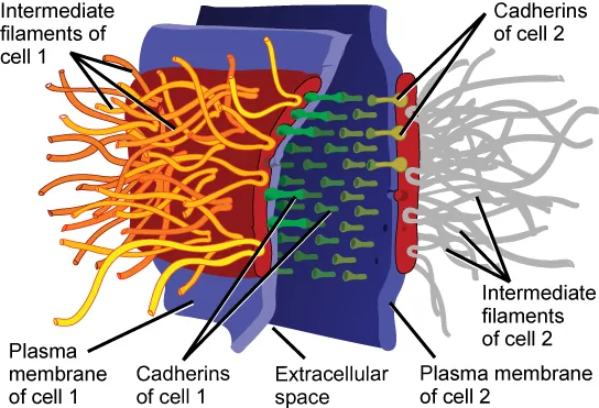 4.6 Connections between Cells and Cellular Activities - Biology for AP ...