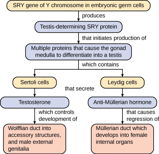 15.3 Eukaryotic Transcription - Biology for AP® Courses | OpenStax