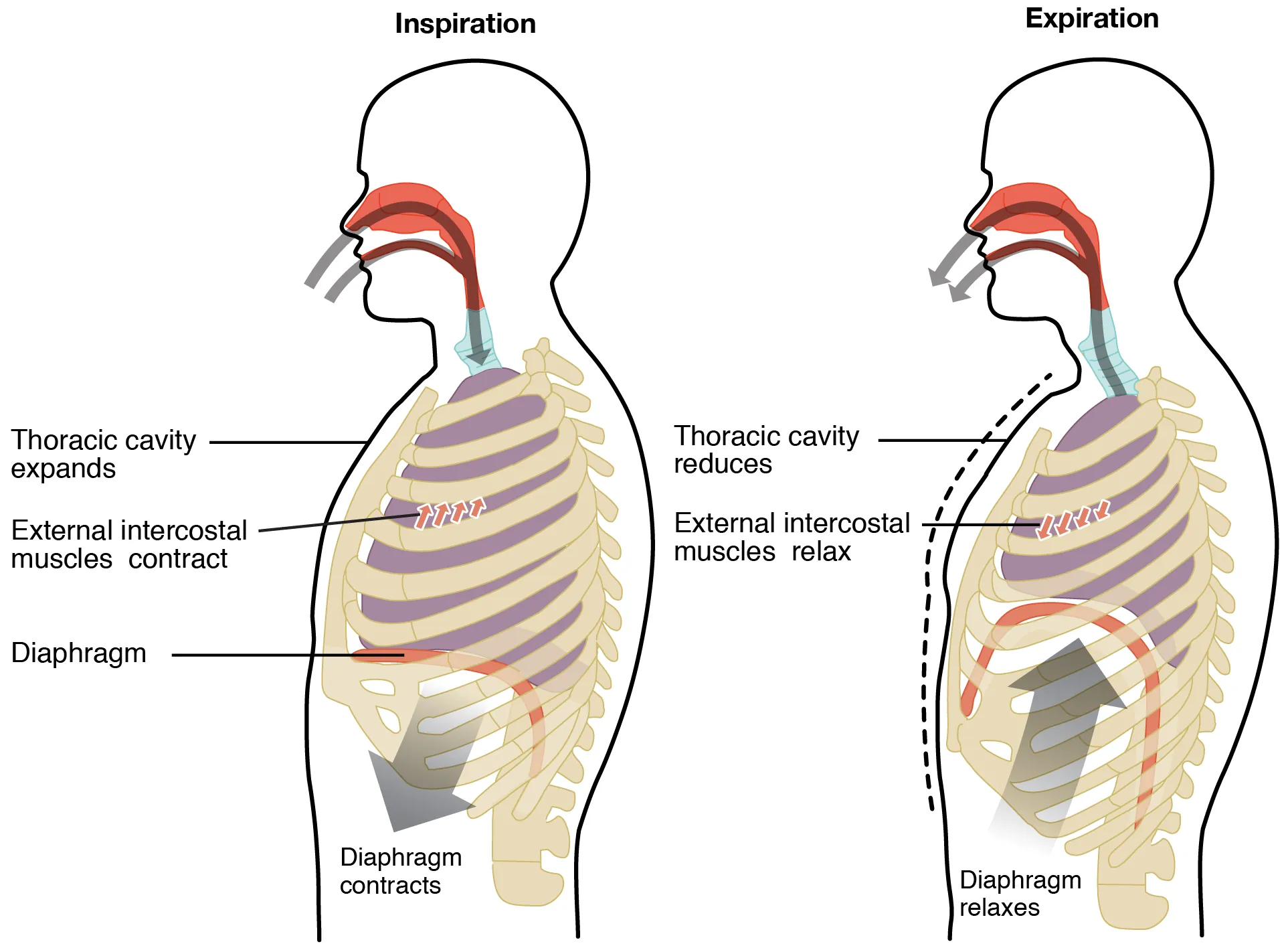 4.5 Physiology of the Respiratory System – Medical Terminology – 2e