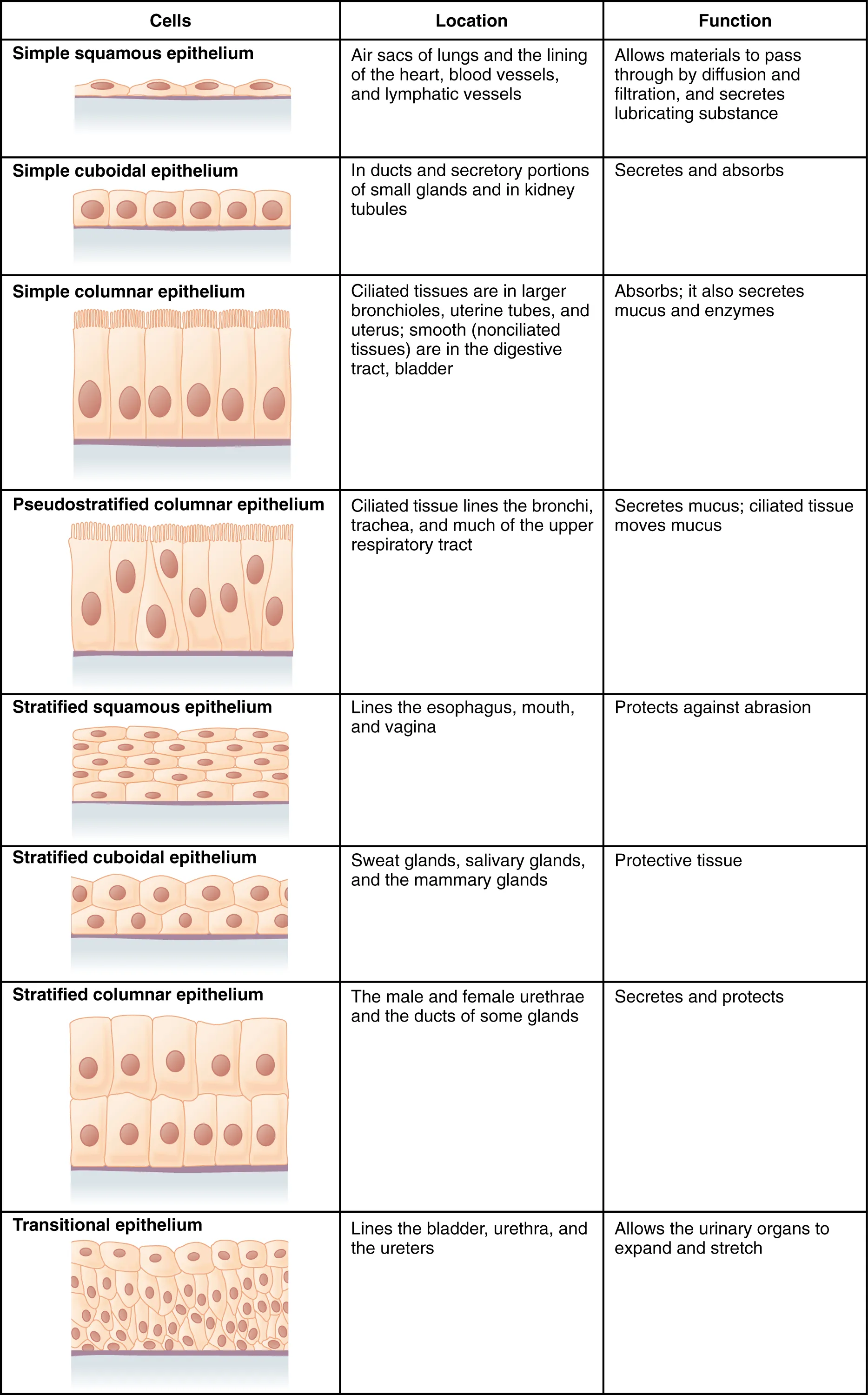 Stratified Squamous Epithelium Labeled Diagram