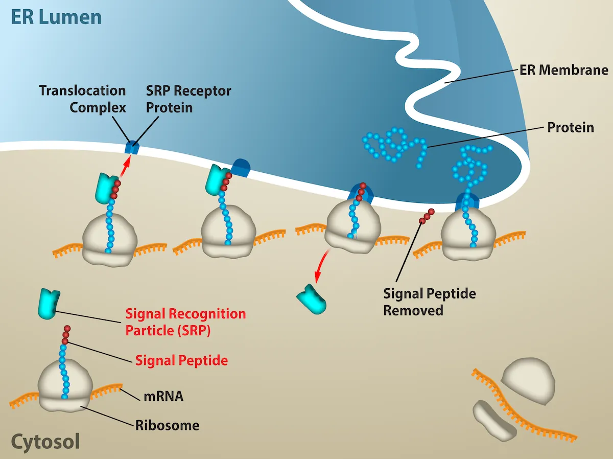 15.5 Ribosomes and Protein Synthesis - Biology 2e | OpenStax