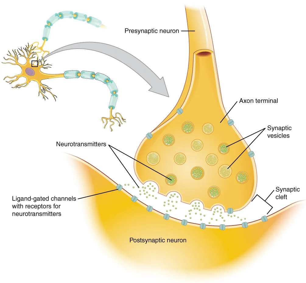 12.5 Communication Between Neurons - Anatomy and Physiology | OpenStax