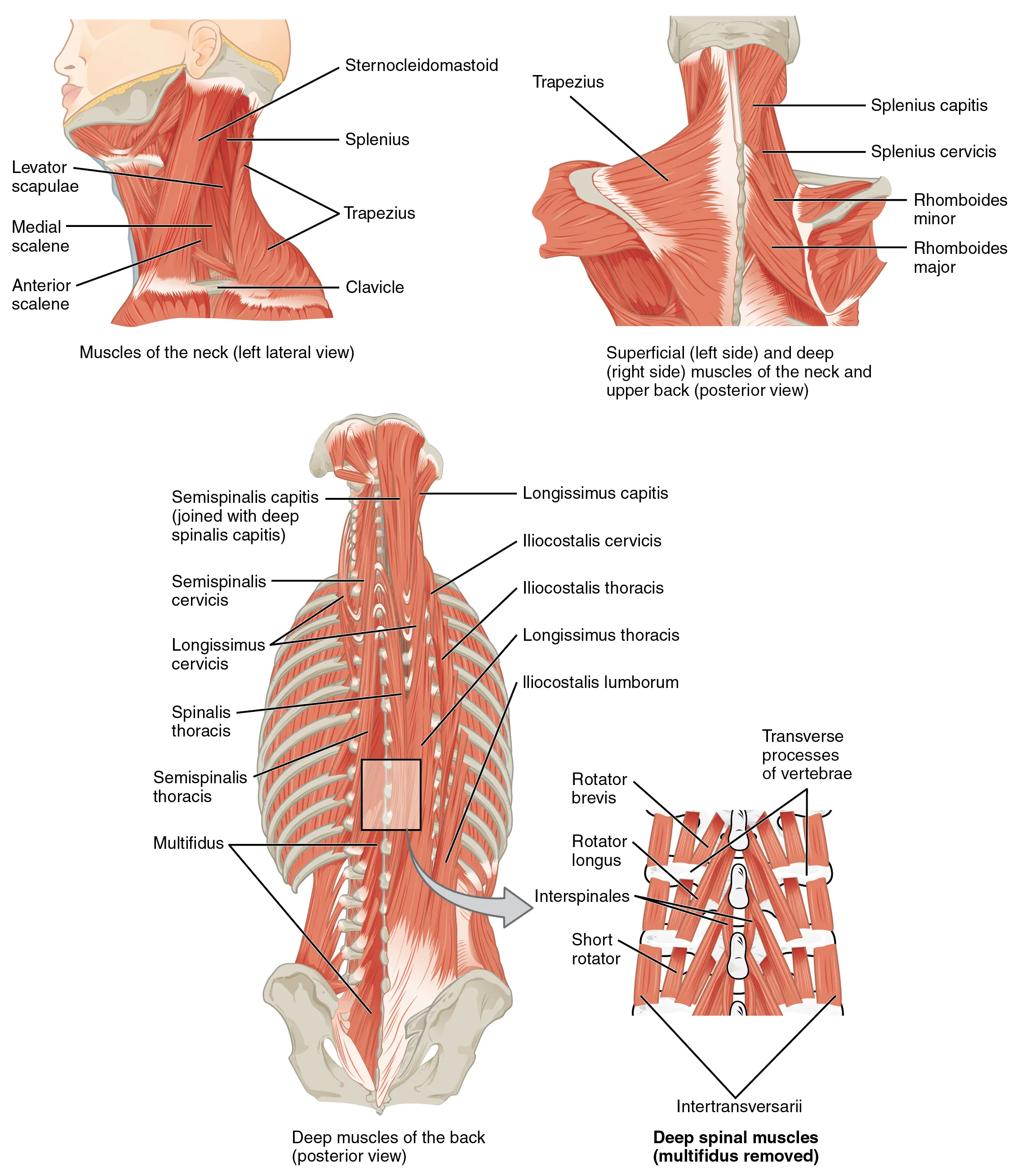 11.3 Axial Muscles of the Head, Neck, and Back - Anatomy and Physiology ...
