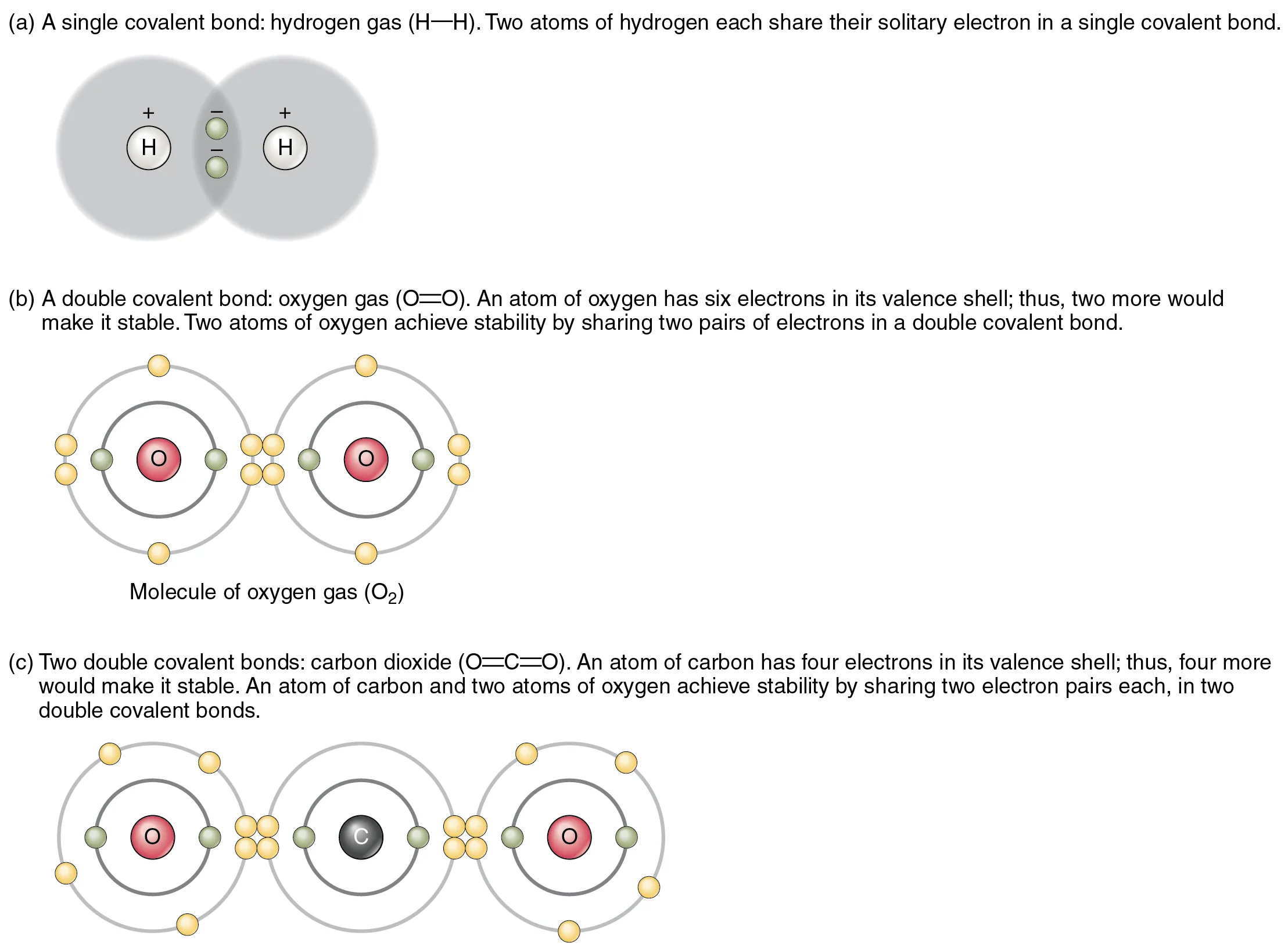 2.2 Chemical Bonds - Anatomy and Physiology 2e | OpenStax