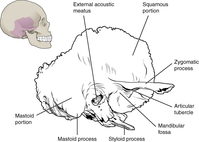 7.2 The Skull - Anatomy and Physiology 2e | OpenStax
