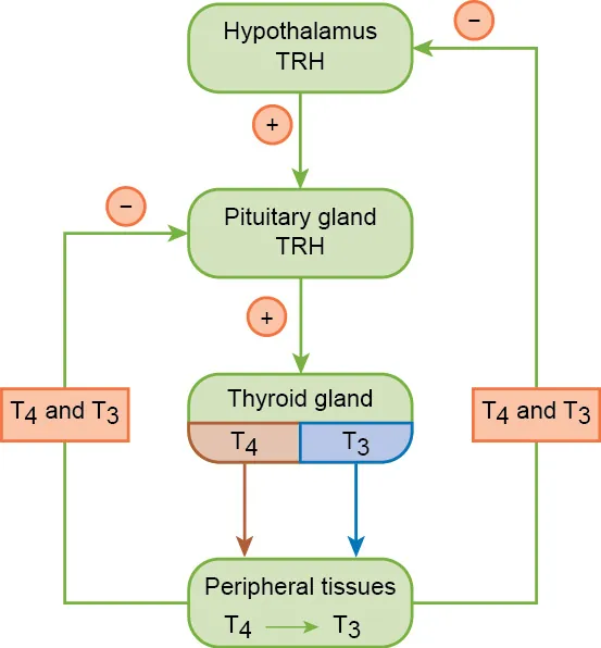 28 4 Regulation Of Hormone Production Biology For Ap® Courses Openstax
