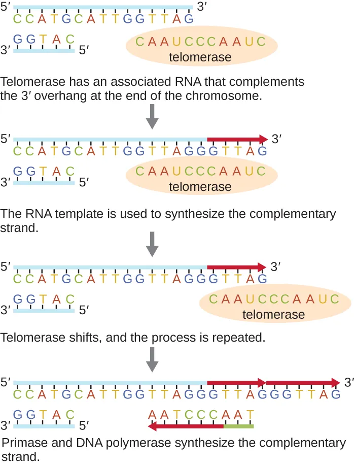Shortening Of The Ends Of Linear Dna Molecules