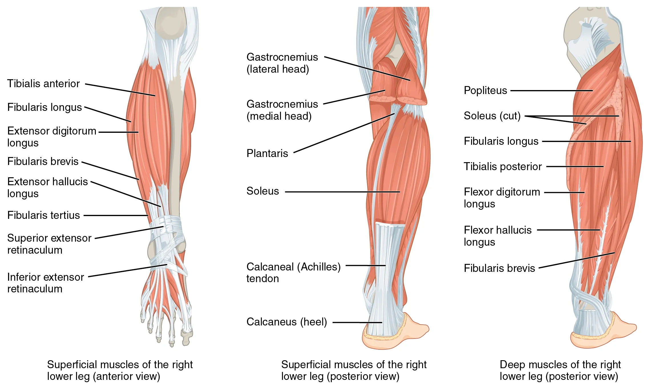 11.6 Appendicular Muscles of the Pelvic Girdle and Lower Limbs ...