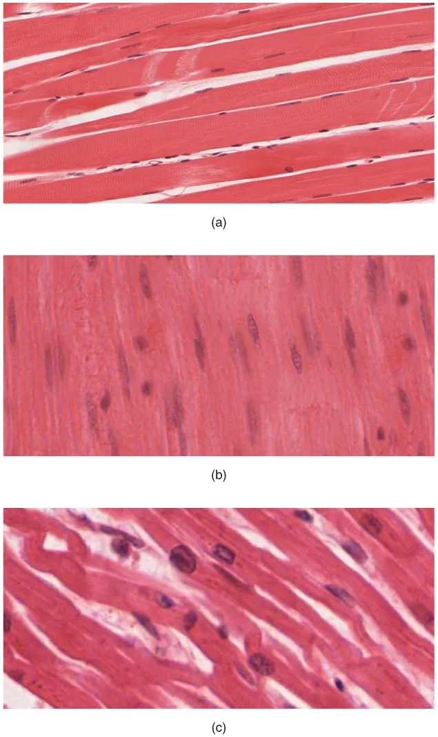 4.4 Muscle Tissue and Motion - Anatomy and Physiology 2e | OpenStax