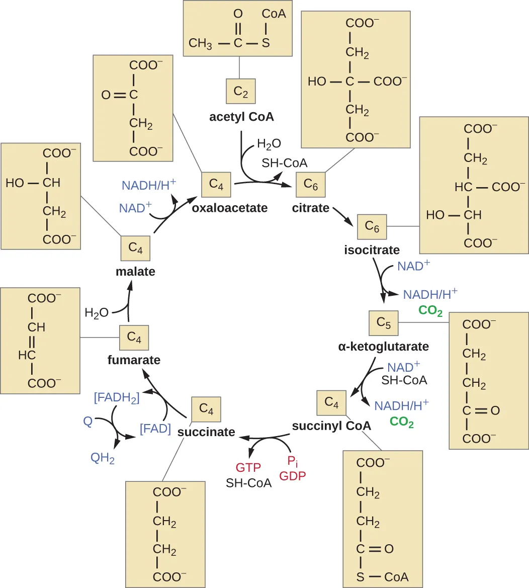 C Metabolic Pathways Microbiology OpenStax