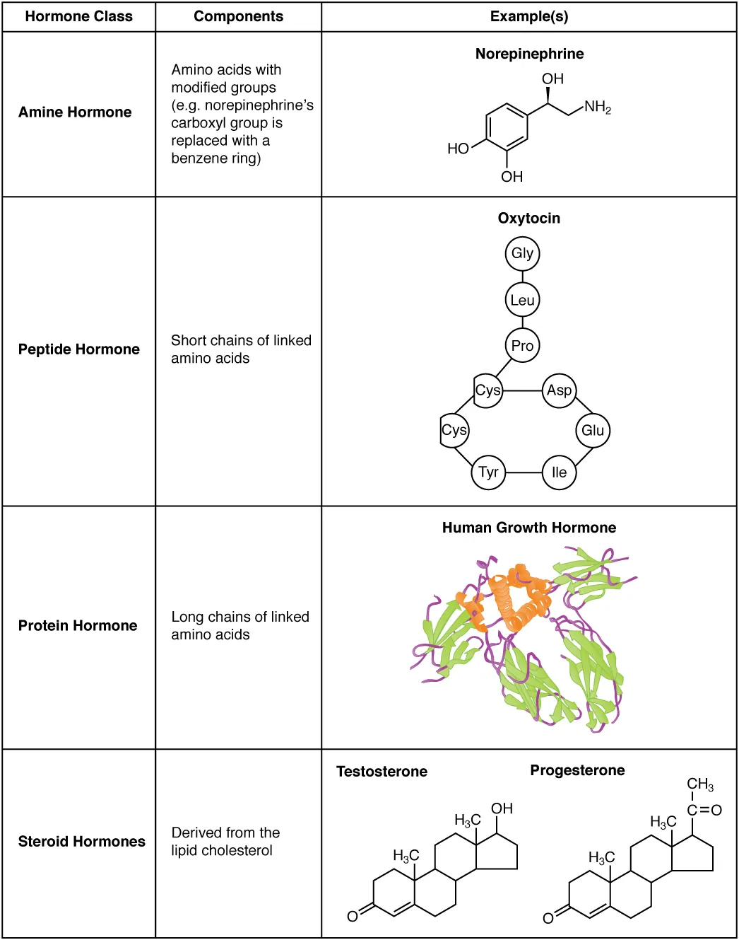 17.2 Hormones - Anatomy and Physiology 2e | OpenStax