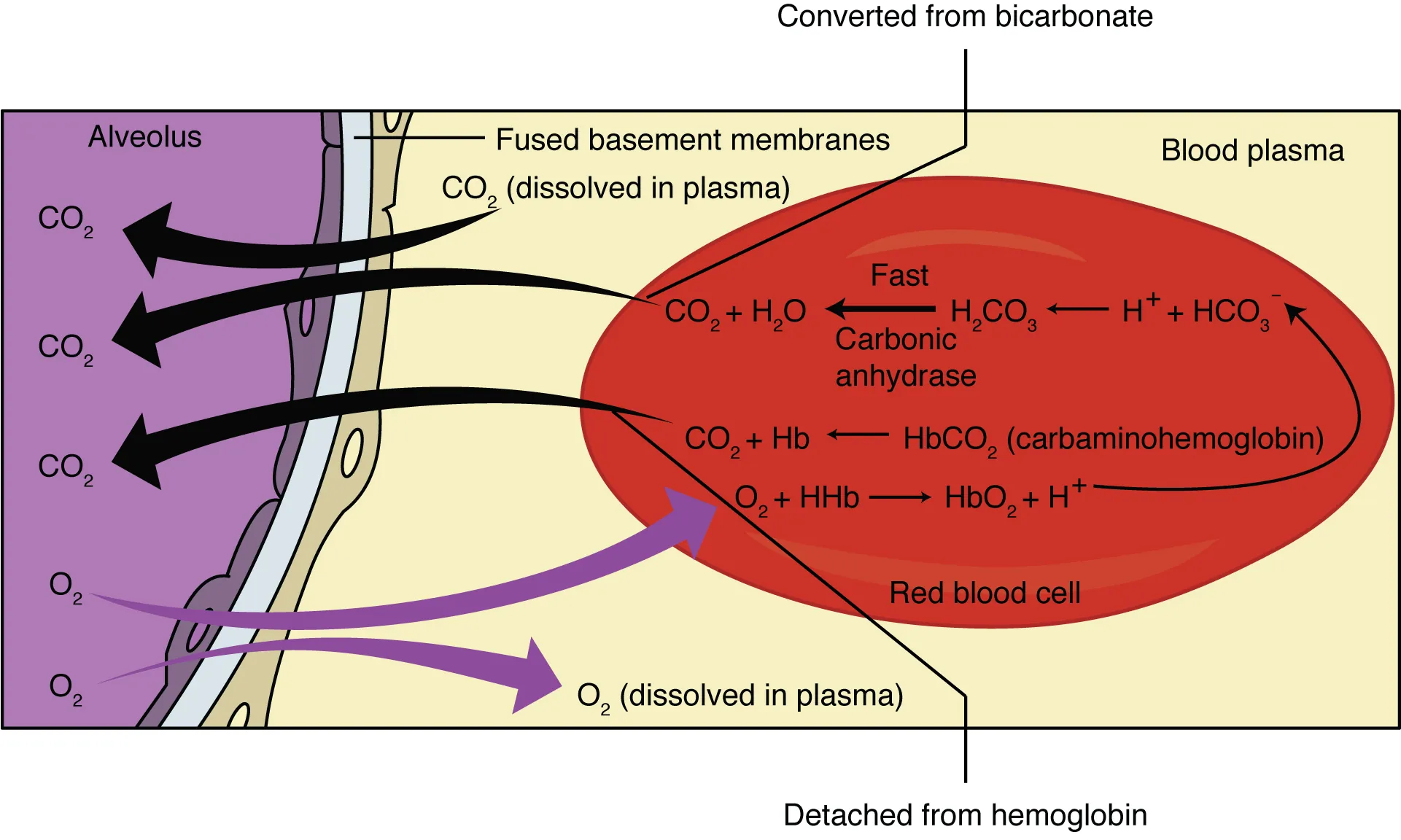 22.4 Gas Exchange - Anatomy and Physiology 2e | OpenStax