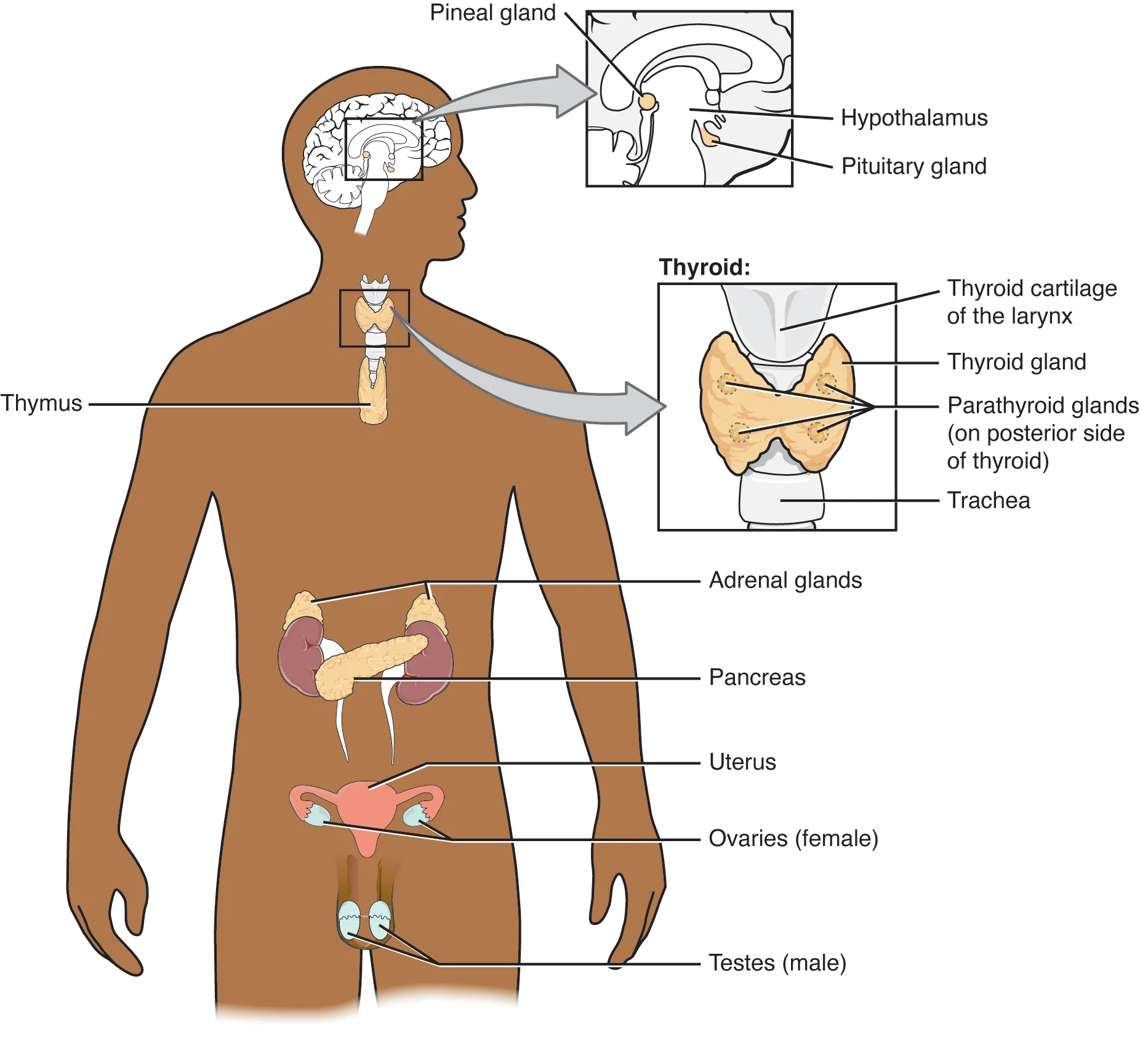 endocrine system male function