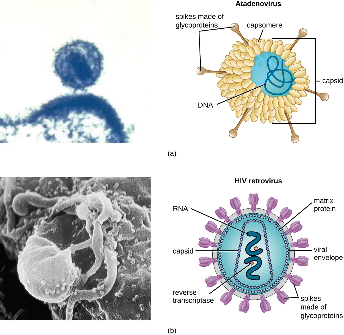 Polyhedral Virus