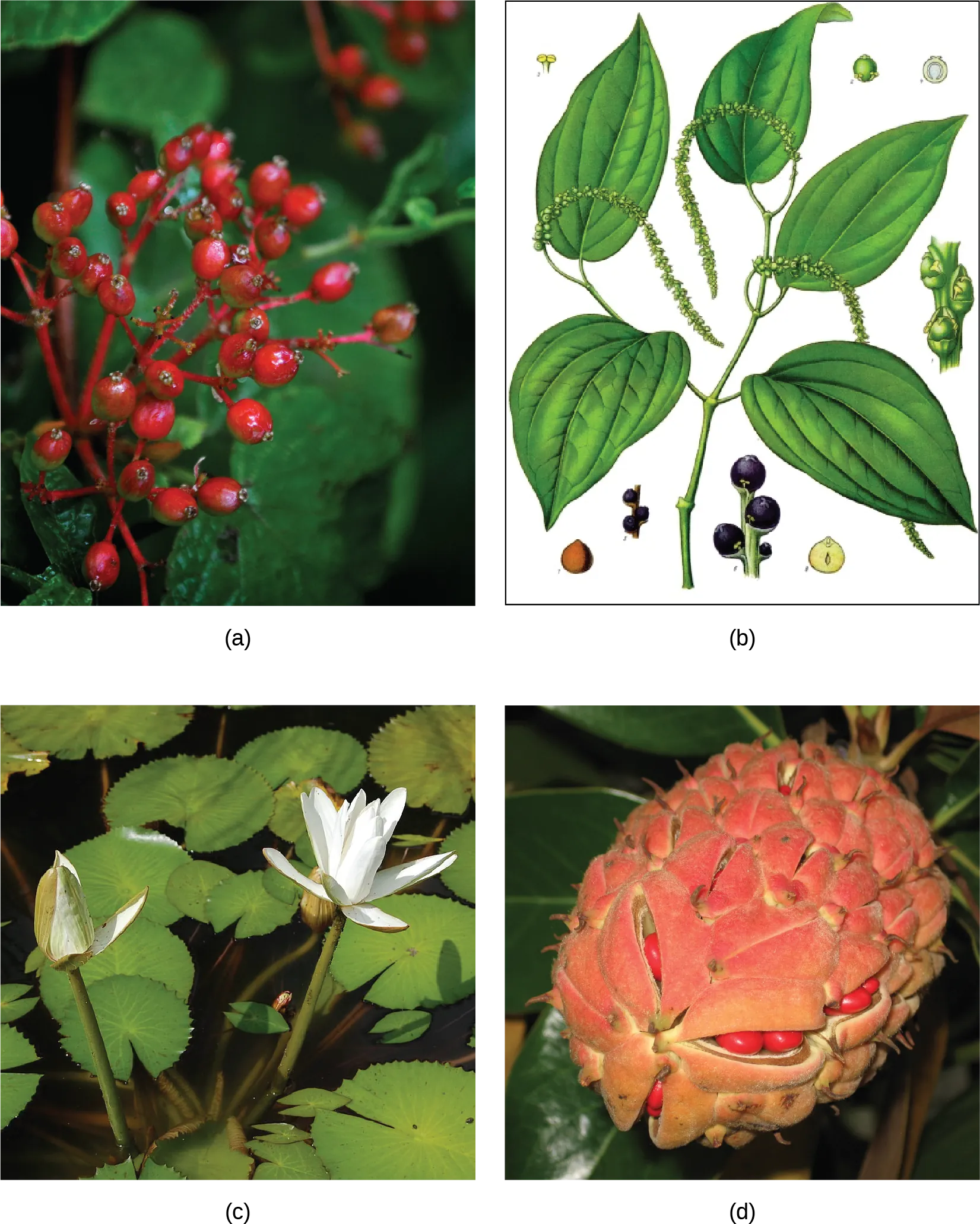 26.3 Angiosperms - Biology 2e | OpenStax
