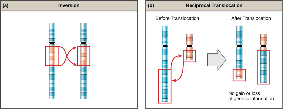 Reciprocal Translocation