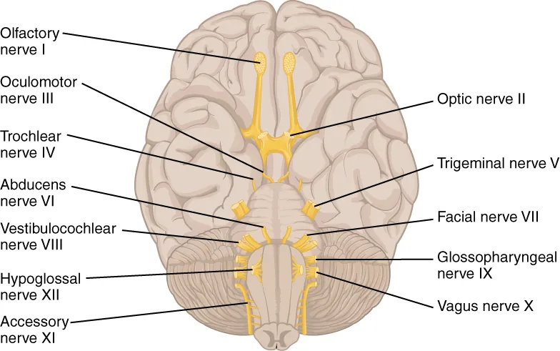 13.4 The Peripheral Nervous System - Anatomy and Physiology | OpenStax