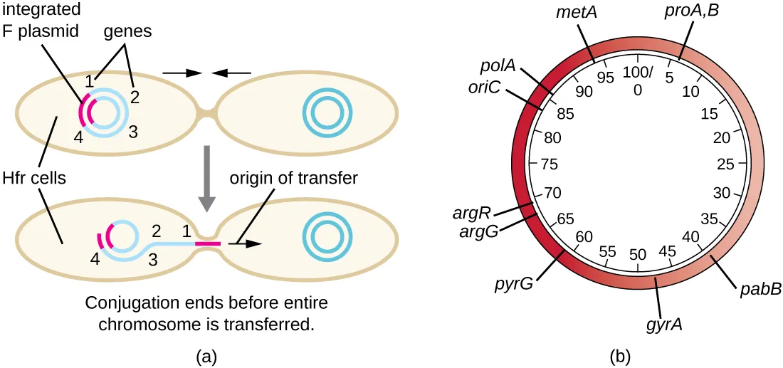 Conjugation Diagram