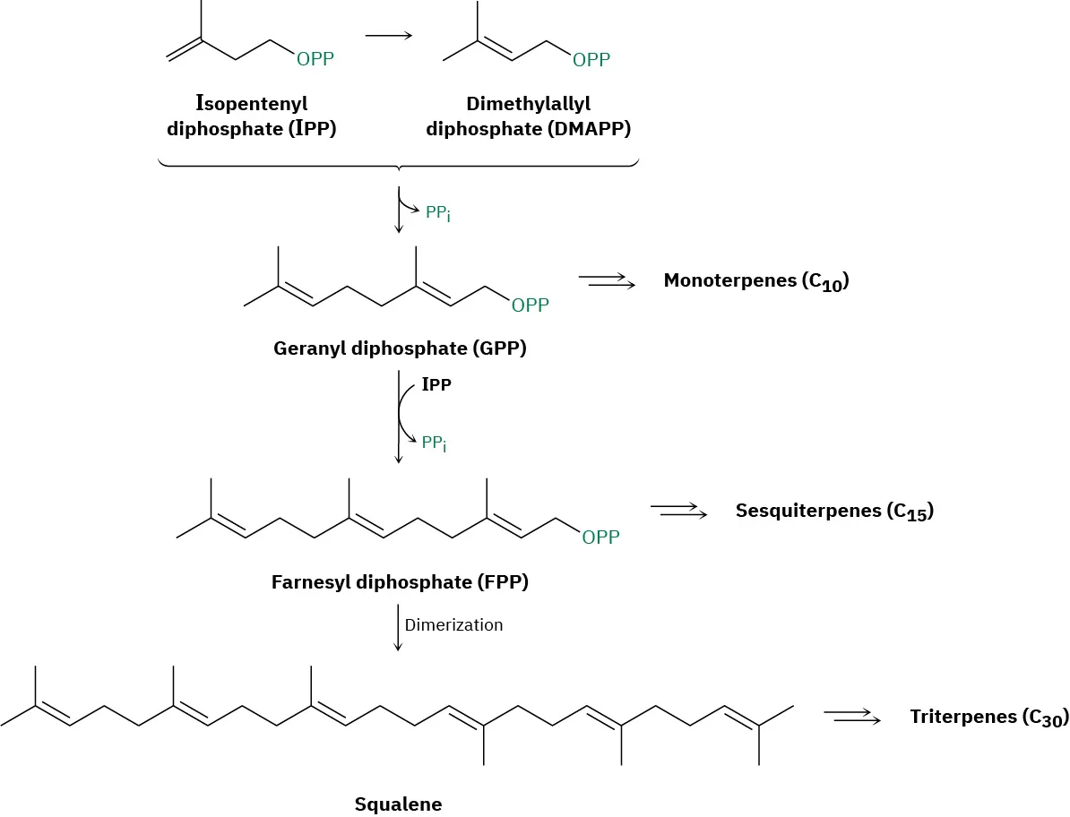 27.5 Terpenoids - Organic Chemistry | OpenStax