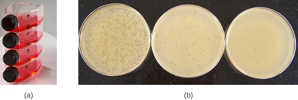 6.3 Isolation, Culture, and Identification of Viruses - Microbiology ...