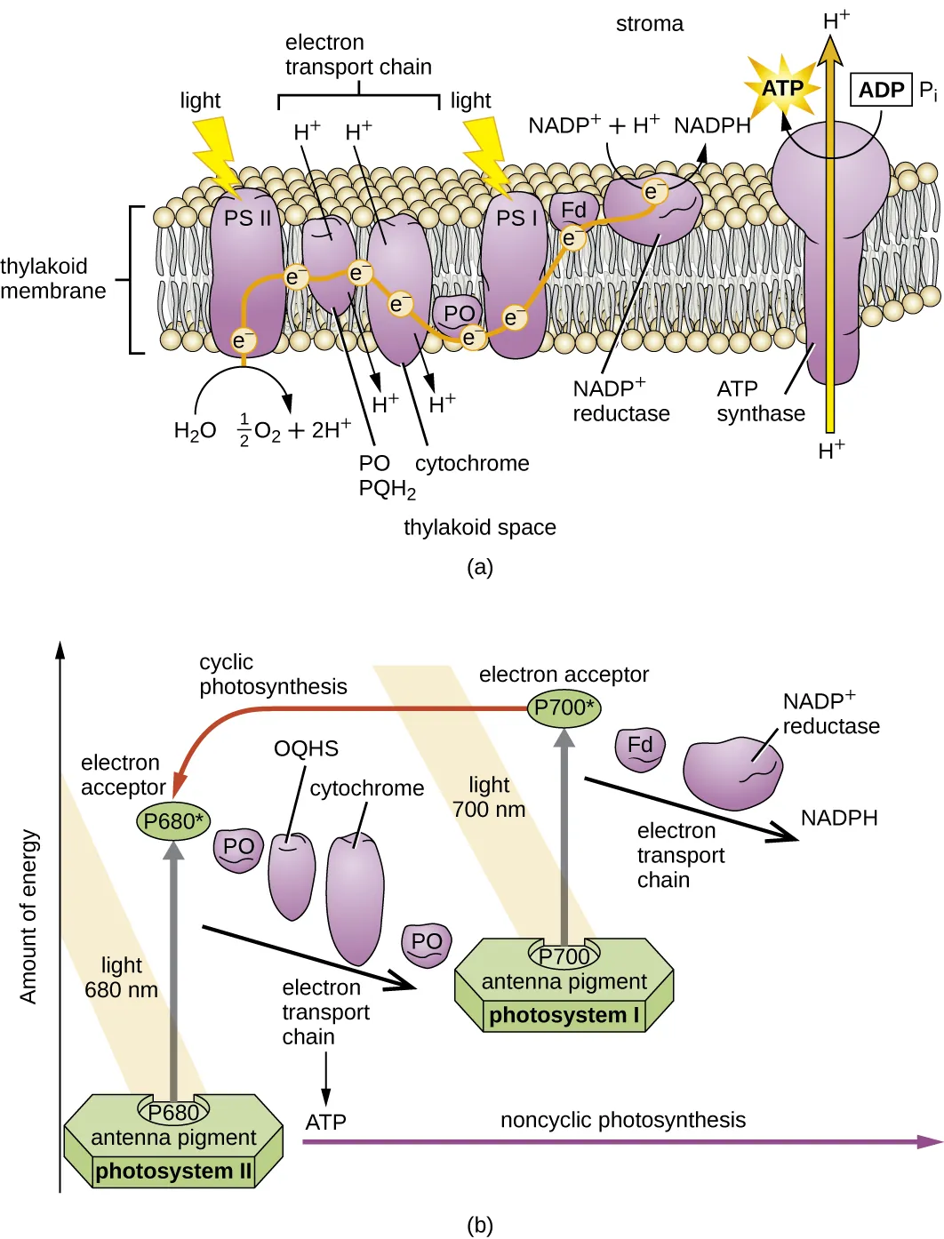 Electron Transport Chain Photosynthesis Simple