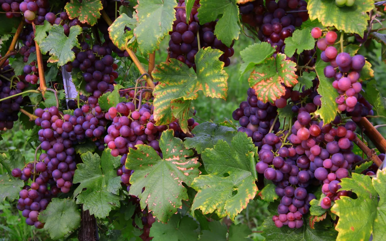 Ch. 17 Why This Chapter? - Organic Chemistry | OpenStax