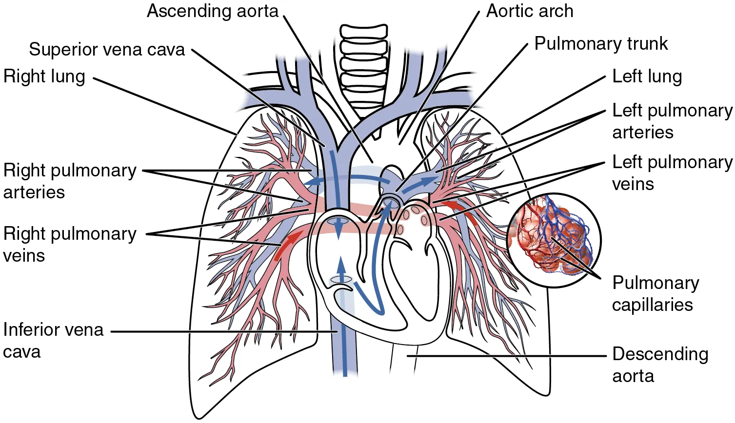 Arteries And Veins Diagram For Kids