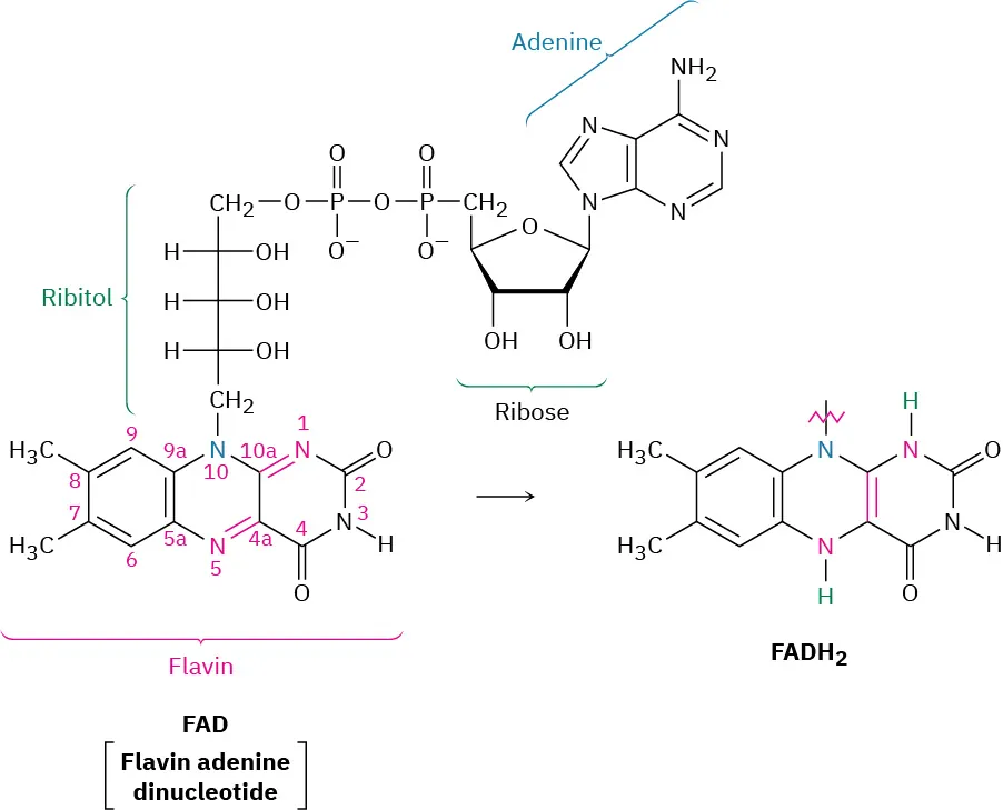 29.3 Catabolism of Triacylglycerols: β-Oxidation - Organic Chemistry ...