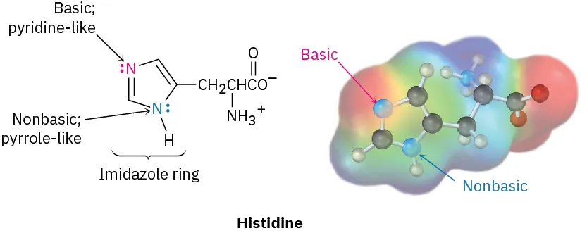 26.1 Structures of Amino Acids - Organic Chemistry | OpenStax