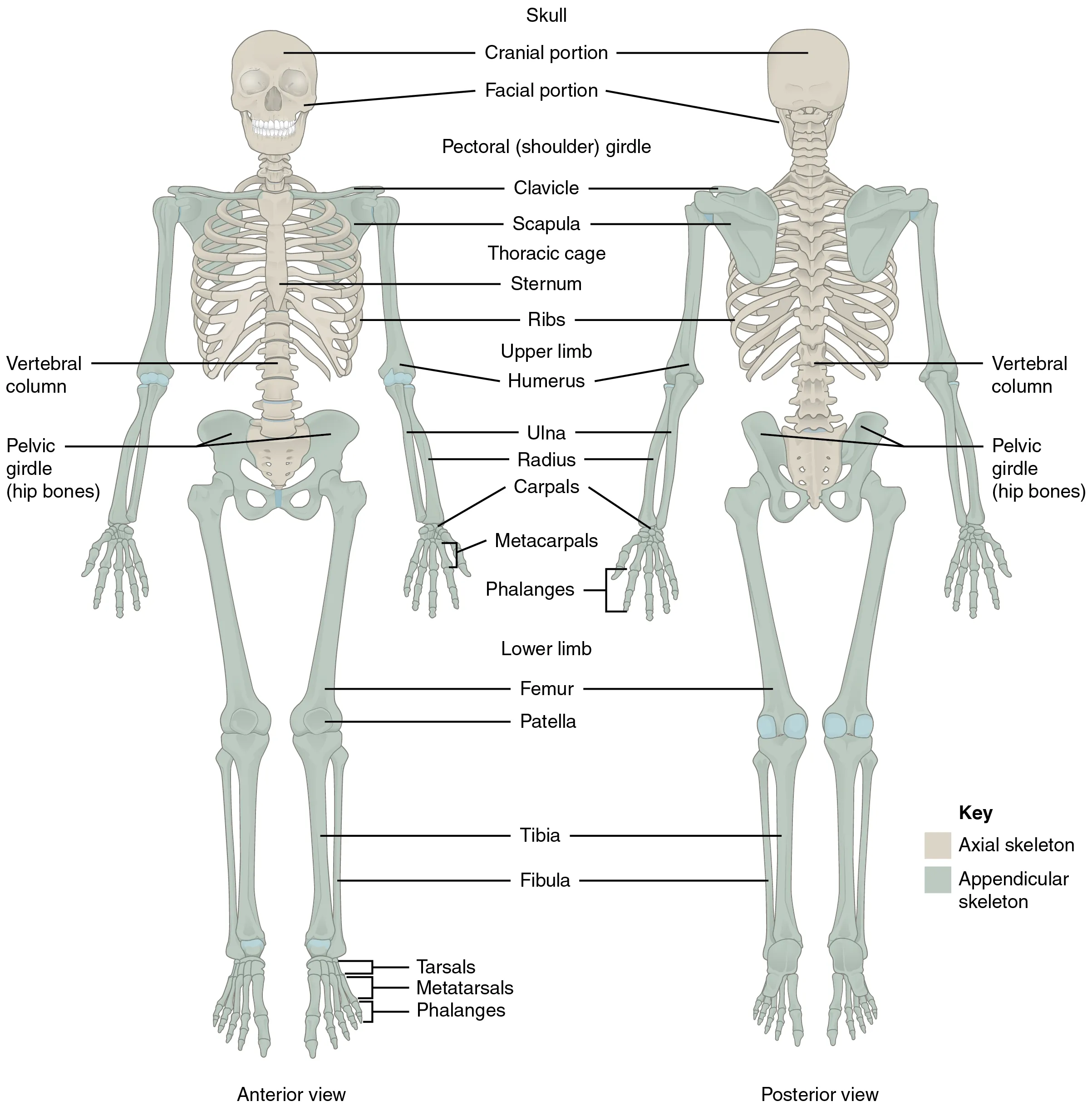 Skeletal System Labeled Skull