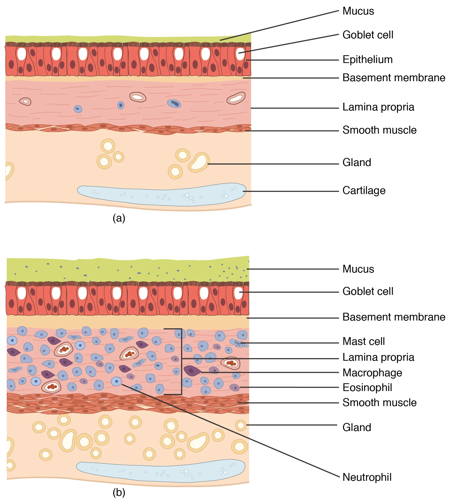 Respiratory Mucosa Labeled