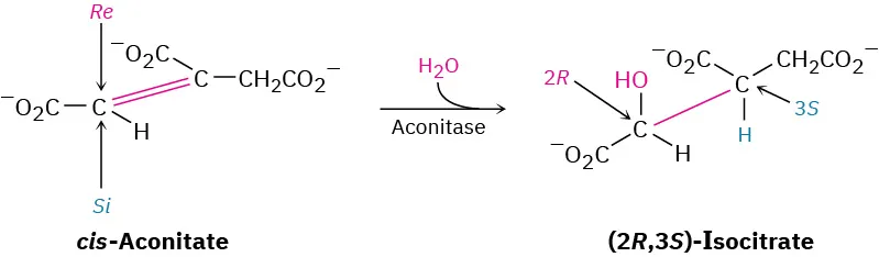 8.12 Reaction Stereochemistry: Addition of H2O to an Achiral Alkene ...