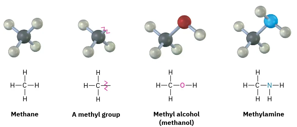 3.3 Alkyl Groups - Organic Chemistry | OpenStax