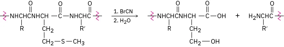 Ch. 26 Additional Problems - Organic Chemistry | OpenStax