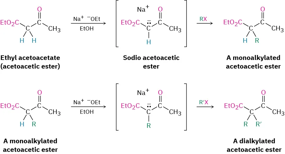 22.7 Alkylation of Enolate Ions - Organic Chemistry | OpenStax