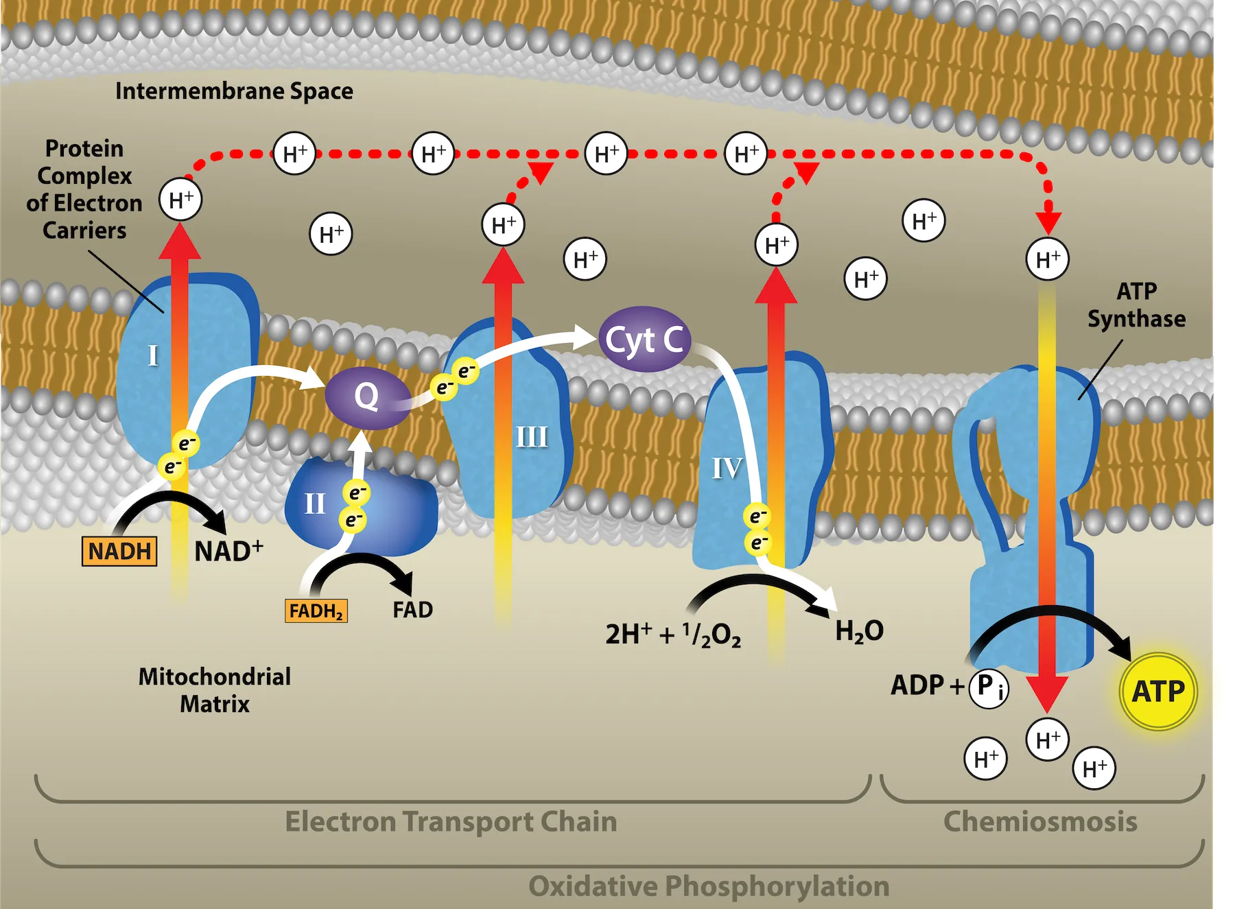 Electron Transport Chain Bacteria