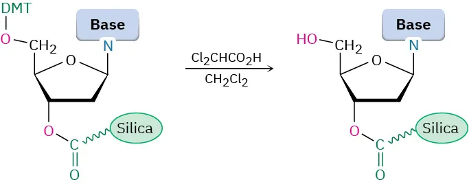 28.7 DNA Synthesis - Organic Chemistry | OpenStax
