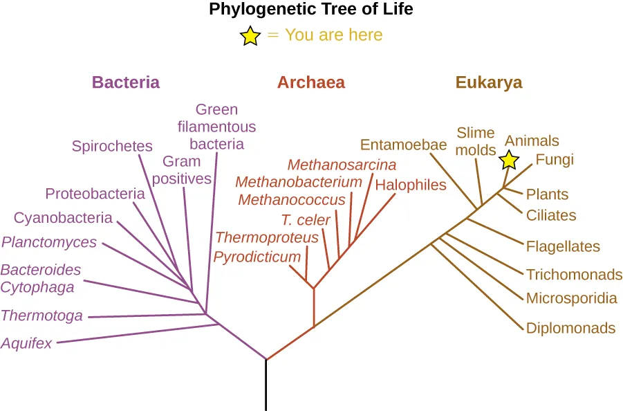 Carl Woese Tree Of Life