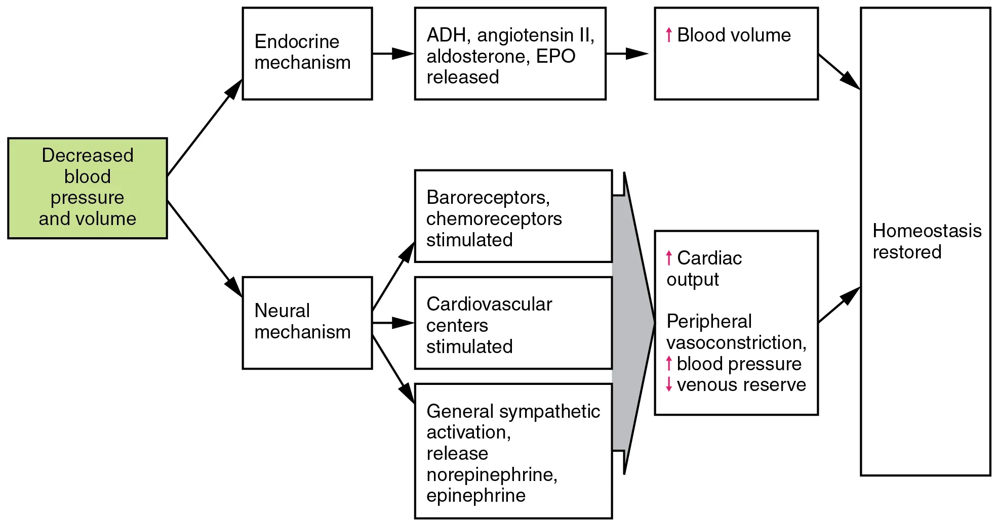 Cardiac Output Diagram