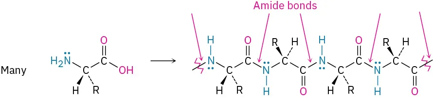 Ch. 26 Why This Chapter? - Organic Chemistry | OpenStax