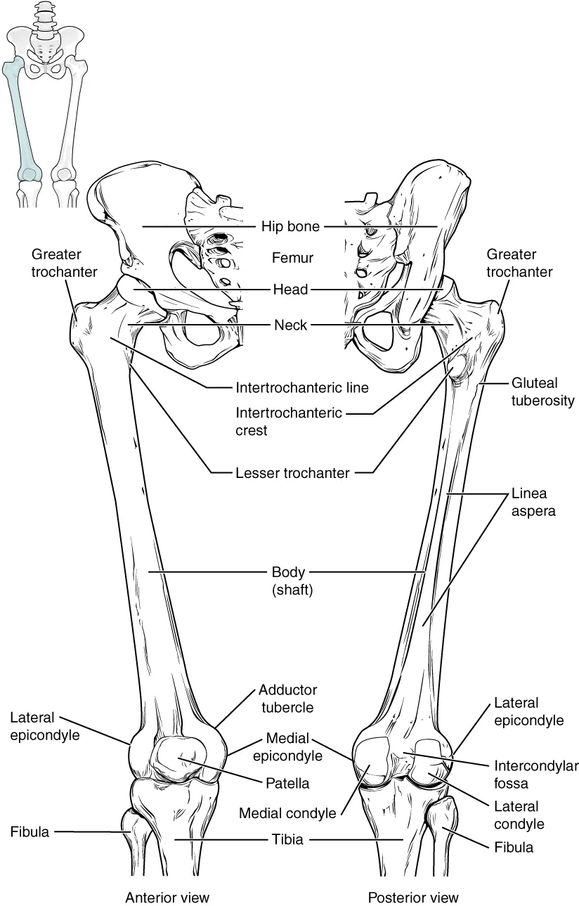 Femur Labeled Anterior View